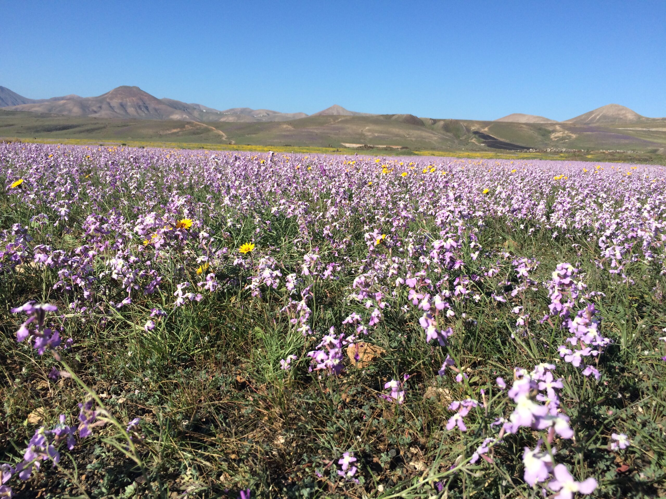 Wildflowers in Lanzarote - Camel Travel
